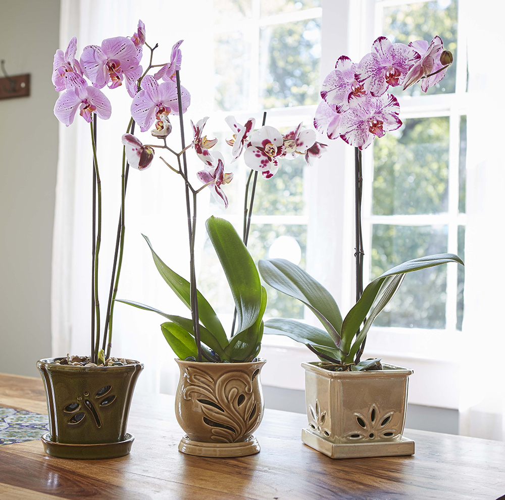 Orchid Pots | Home by AMES